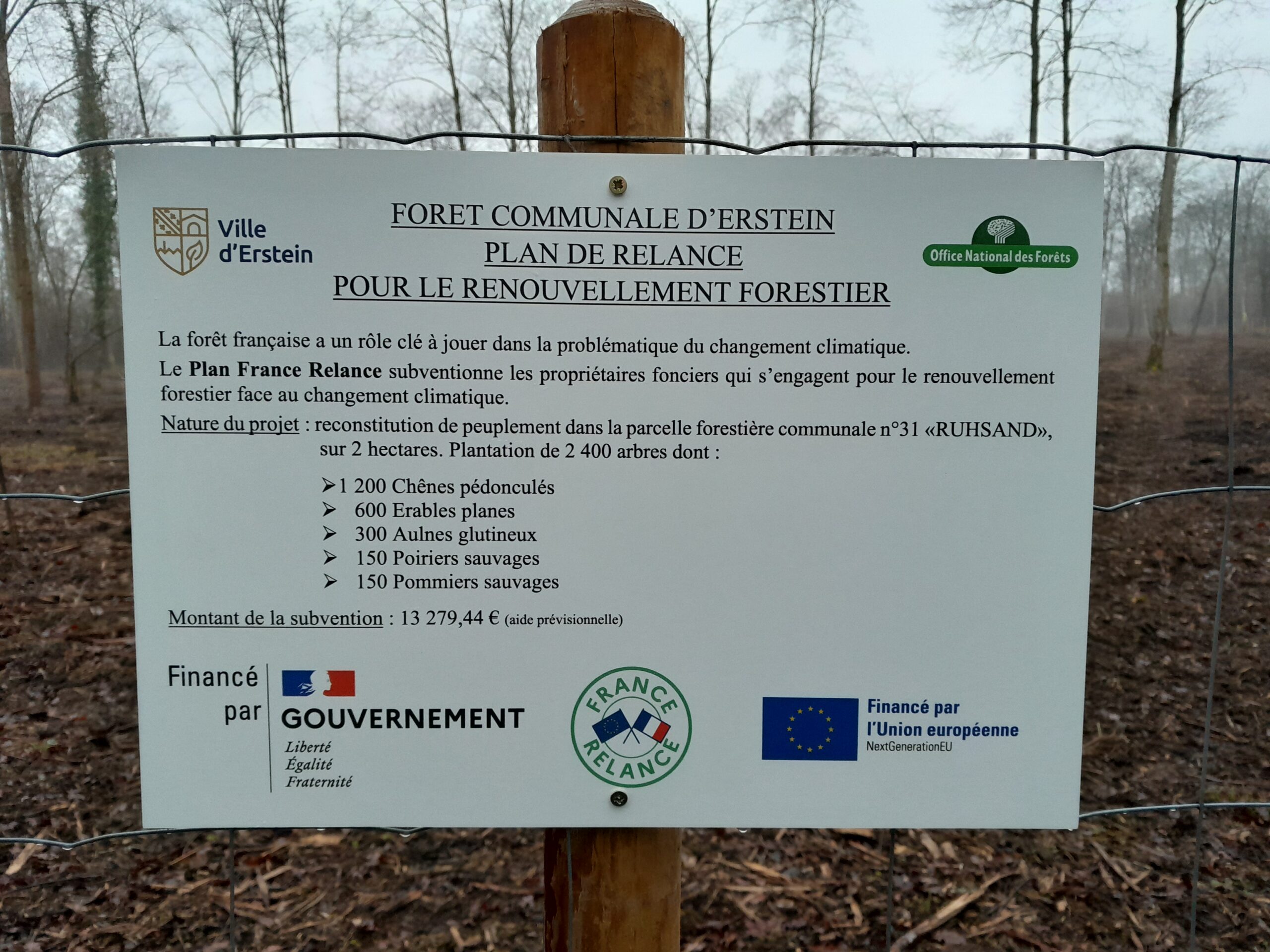 Forêt communale d’Erstein - Plan de relance pour le renouvellement ...